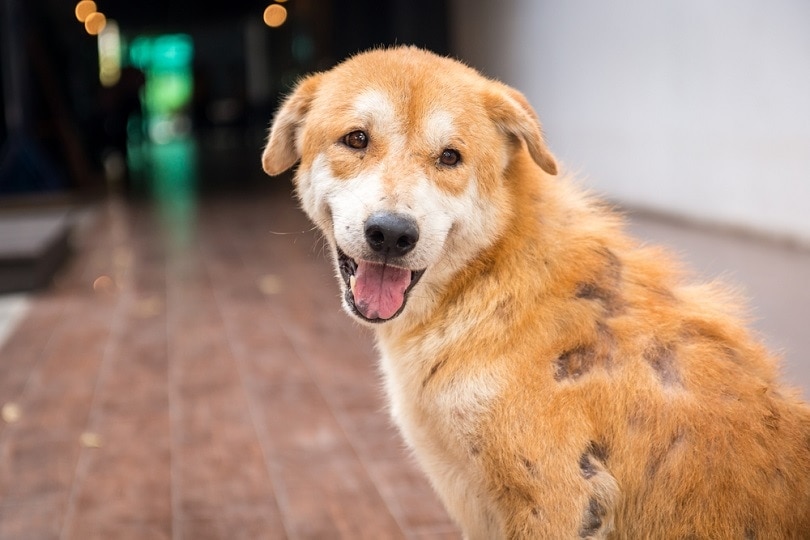 impetigo in dogs - Doggie Training Centre