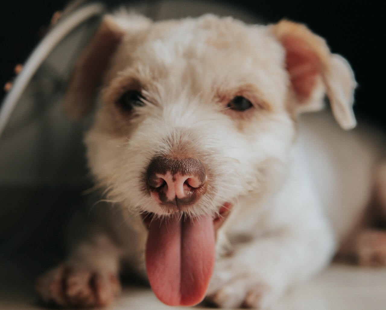 Dog Hyperventilating - Doggie Training Centre